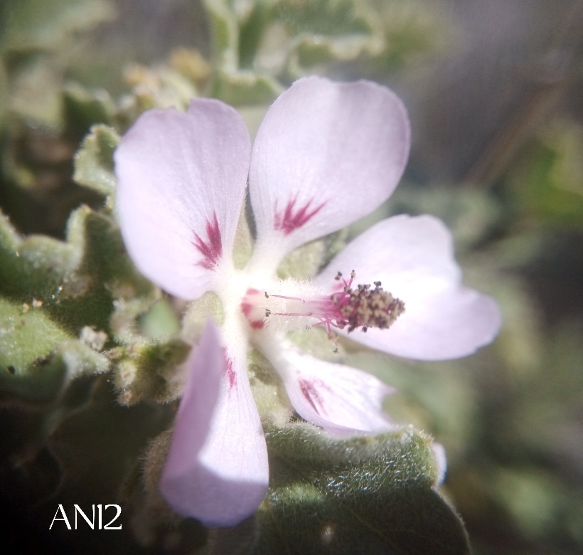 African Mallows from Langeberg Local Municipality, South Africa on May ...
