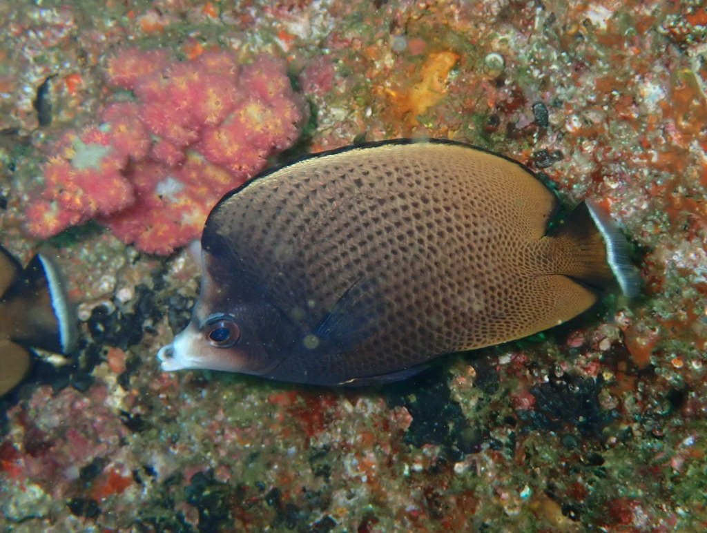 Black-spotted butterflyfish from al Munassir, Oman on April 28, 2023 at ...