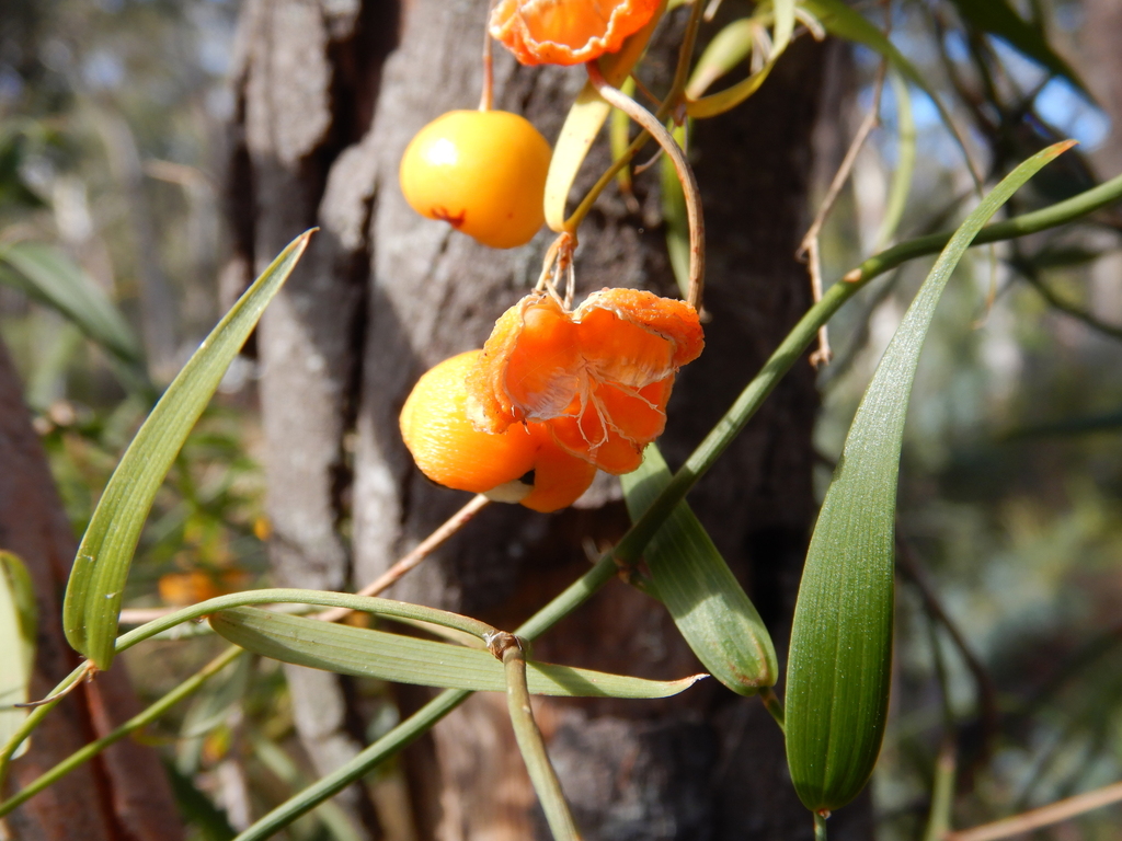 Wombat Berry from Kaputar NSW 2390, Australia on May 13, 2023 at 02:22 ...