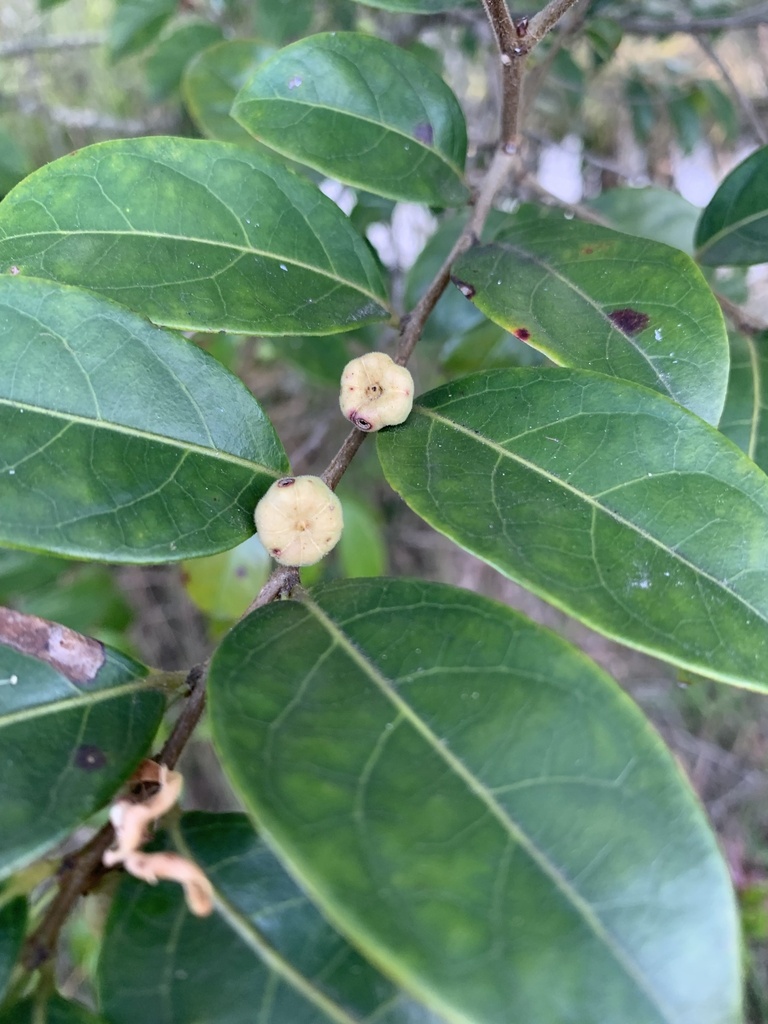 Cheese Tree from Myall Lakes National Park, Bungwahl, NSW, AU on May 09 ...