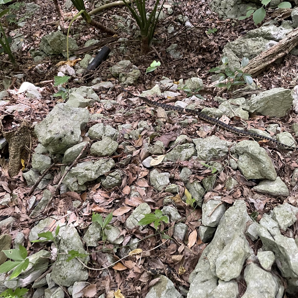 Loo-Choo Big-tooth Snake from 宜名真, 国頭郡国頭村, 沖縄県, JP on May 13, 2023 at ...