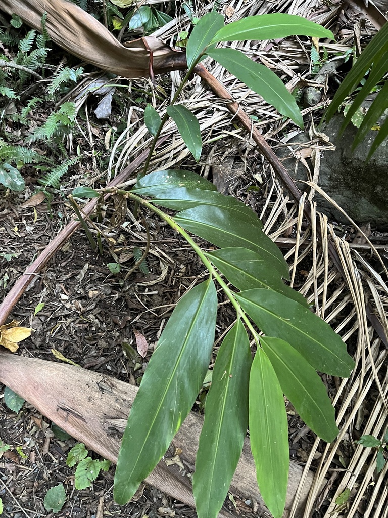 Native Ginger from Tamborine Mountain QLD 4272, Australia on May 13 ...