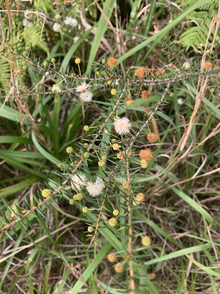 juniper wattle from Myall Lakes National Park, Bungwahl, NSW, AU on May ...