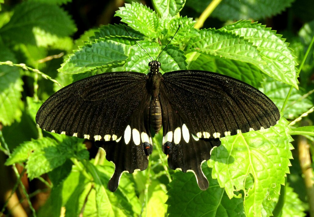 Indian Common Mormon Swallowtail from Thane West, Mumbai, Maharashtra ...