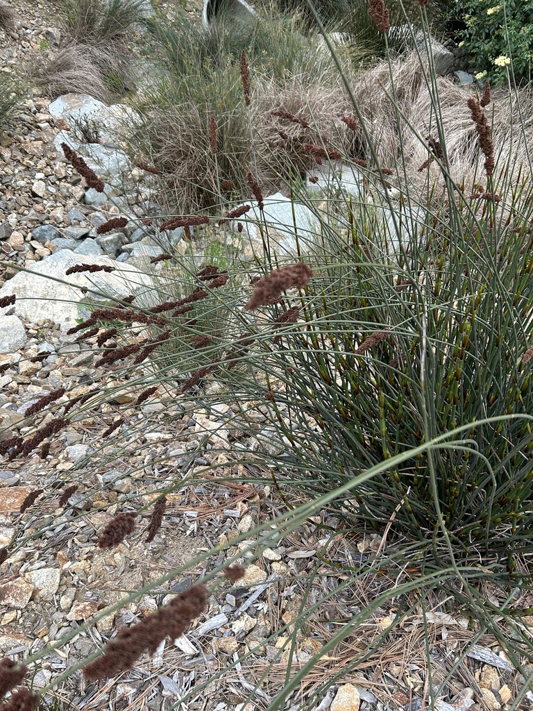 spiny rush from UC San Diego, San Diego, CA, US on May 01, 2023 at 07: ...