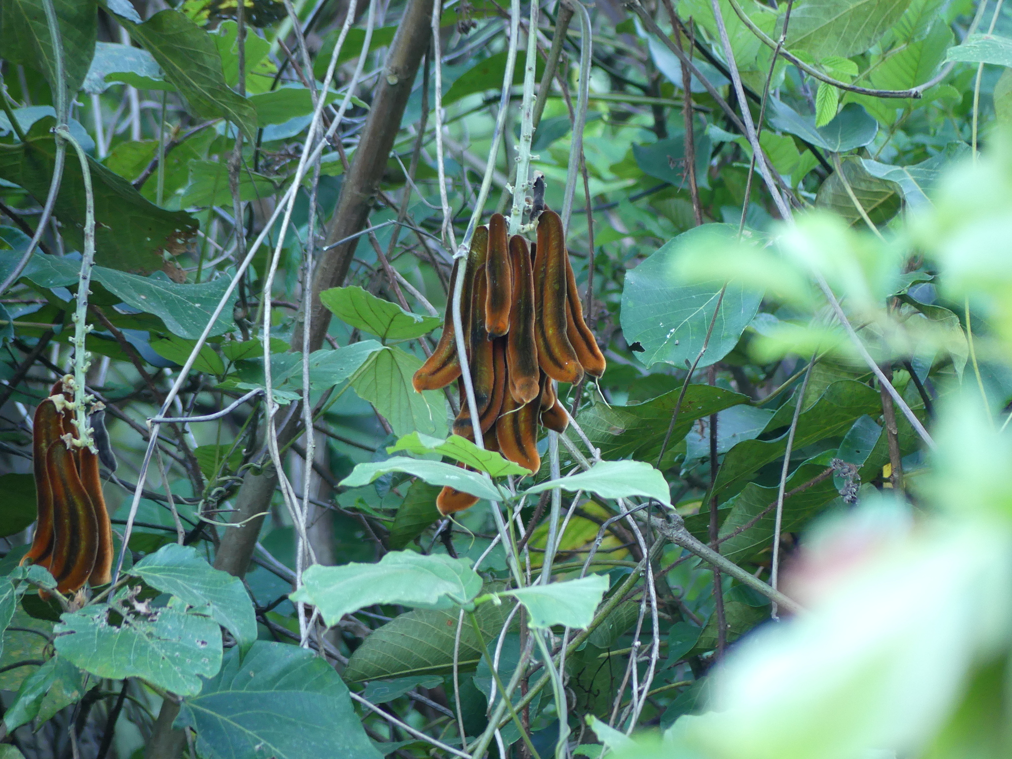 Mucuna pruriens (L.) DC.
