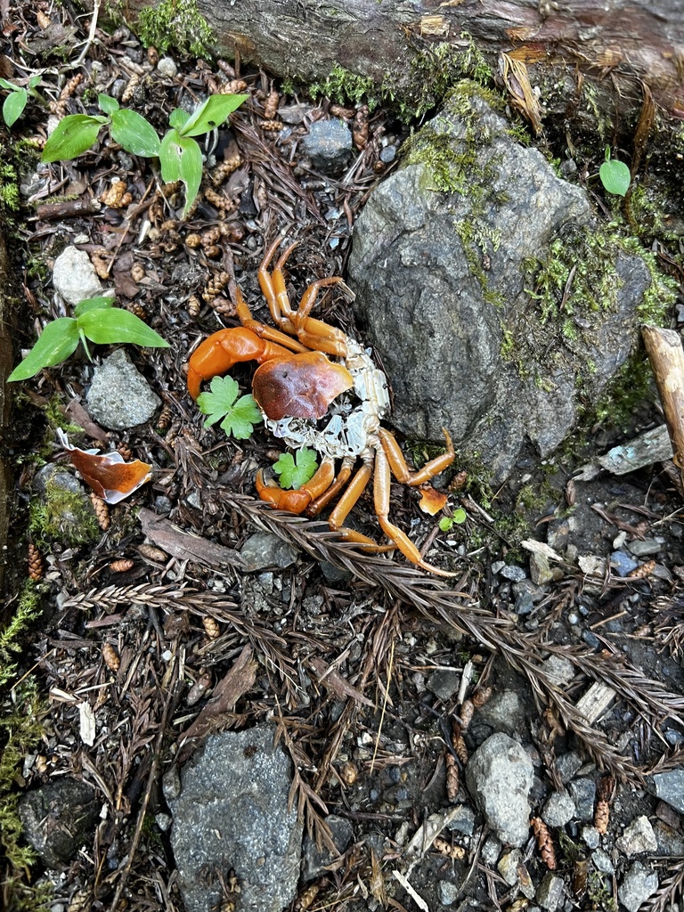 Japanese Freshwater Crab from Nakahechichofukusada, Tanabe, Wakayama ...