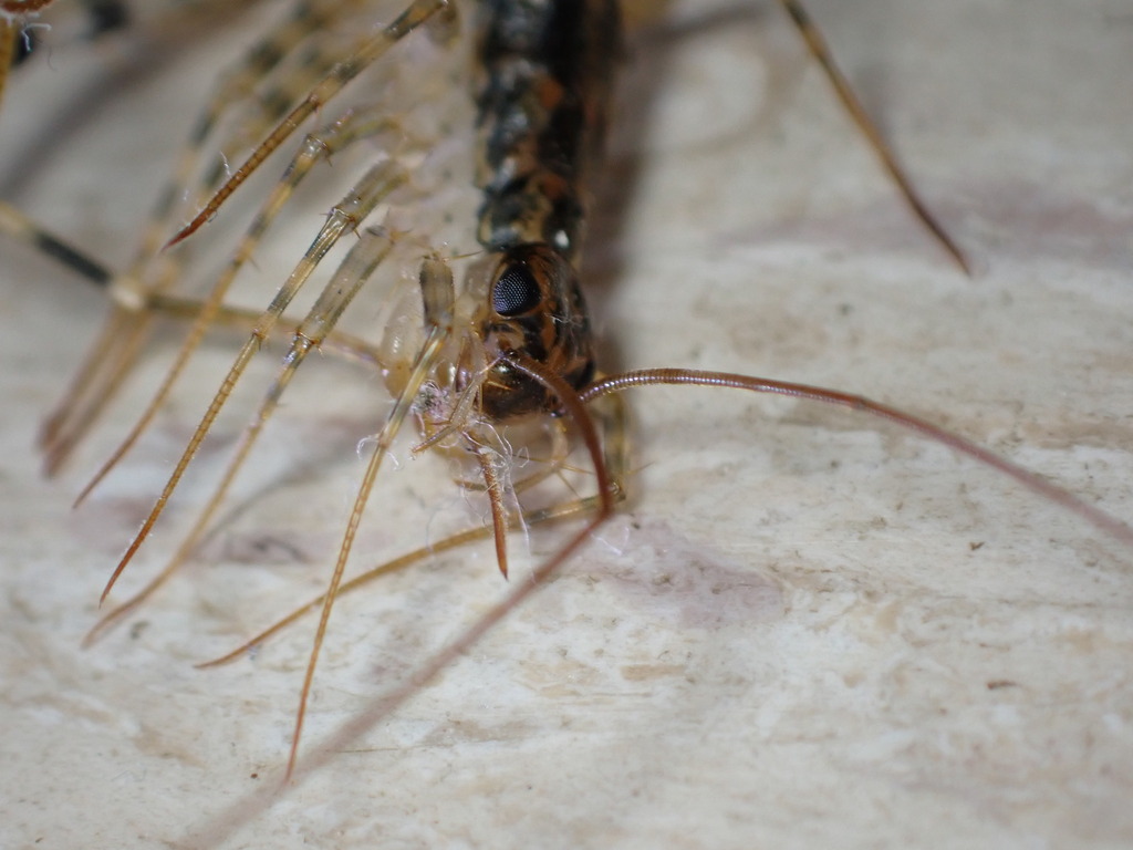 Japanese House Centipede from 日本、〒921-8836 石川県野々市市末松 on May 12, 2023 at ...