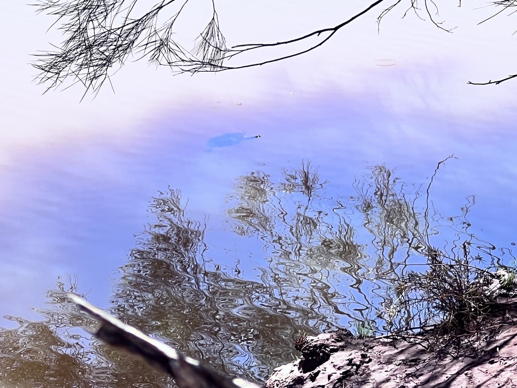 Flat-shelled Turtle from Lake Darlot, WA, AU on April 9, 2023 at 11:29 ...