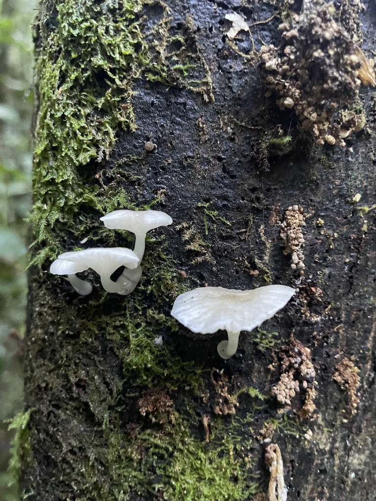 Austral Dripping Bonnet from Te Waipounamu/South Island, Dunedin, Otago ...