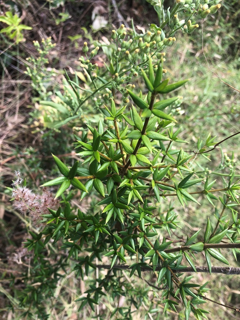 Chain Fruit from Redbank Creek QLD 4312, Australia on May 13, 2023 at ...