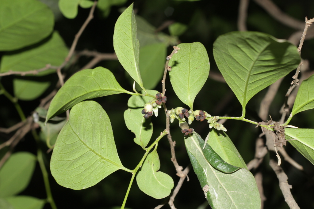 (Diospyros inconstans) - Botanical Realm