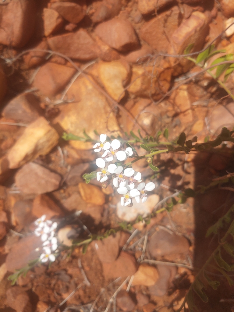 Diplopeltis stuartii from West MacDonnell, Sandover, AU-NT, AU on May ...