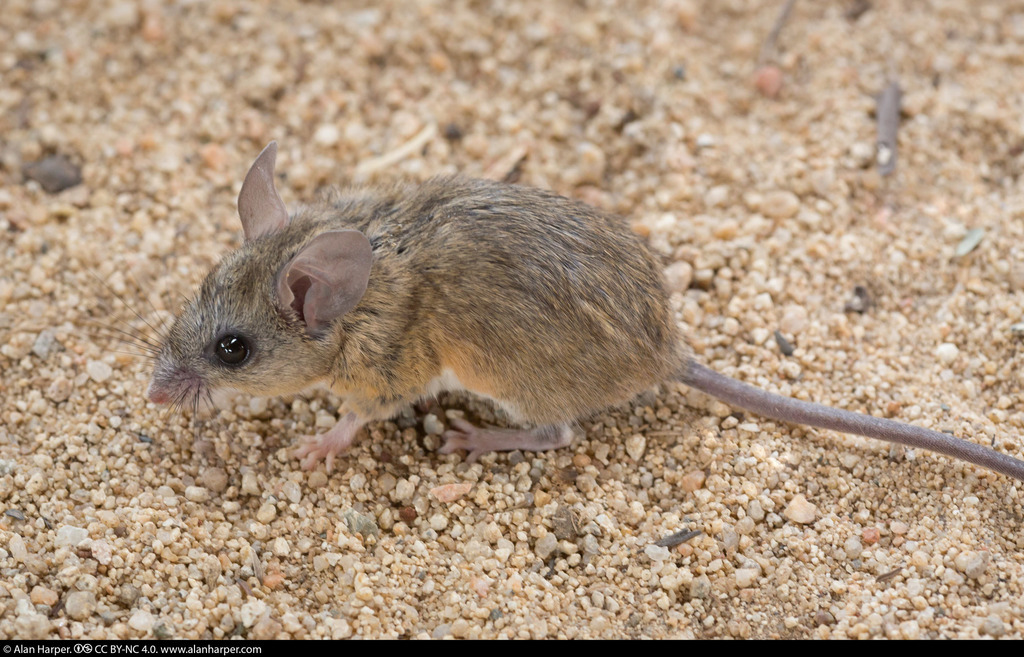 Eva's Desert Mouse from La Paz, MX-BS, MX on December 8, 2015 by Alan ...