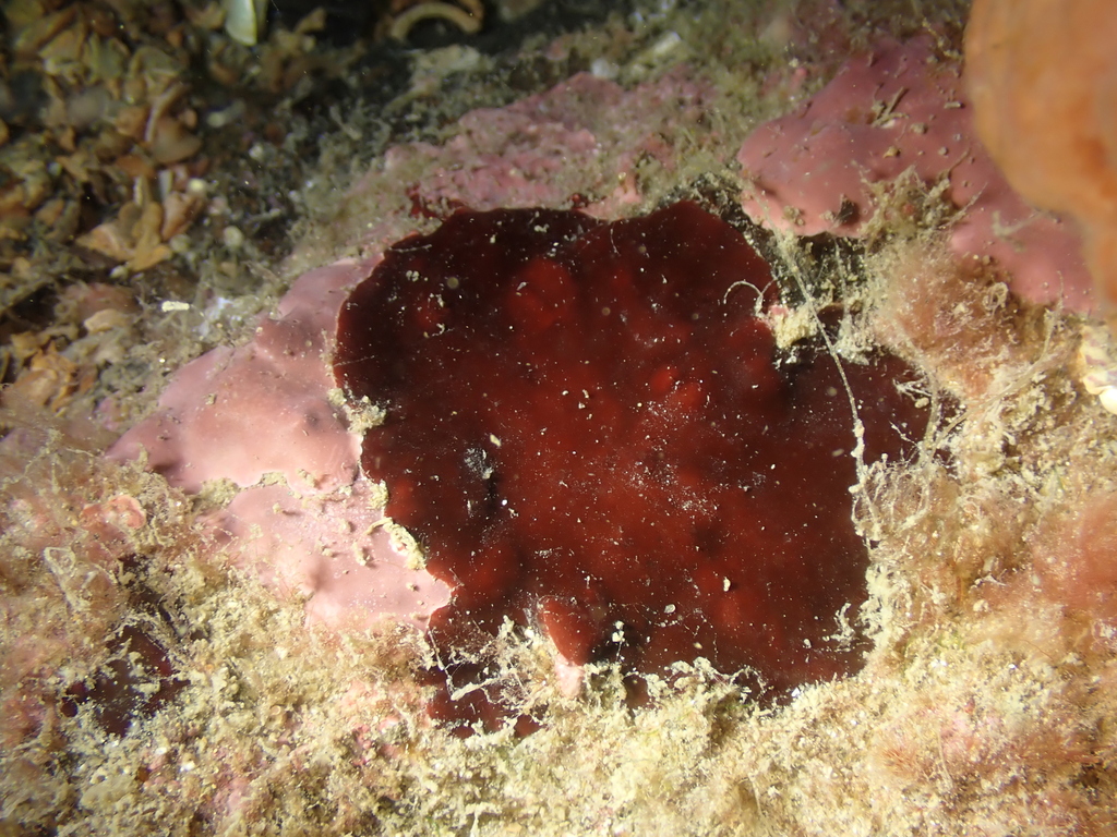 false Irish moss from Ille-et-Vilaine, Bretagne, FR on May 11, 2023 at ...