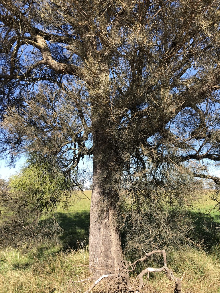 Buloke (Allocasuarina luehmannii) - Botanical Realm