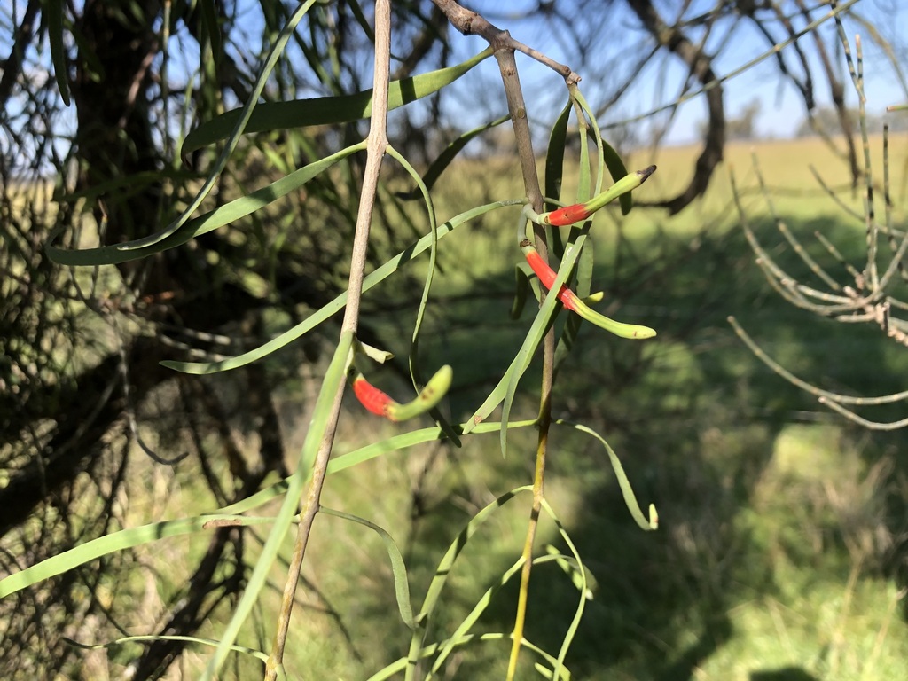 Buloke (Allocasuarina luehmannii) - Botanical Realm