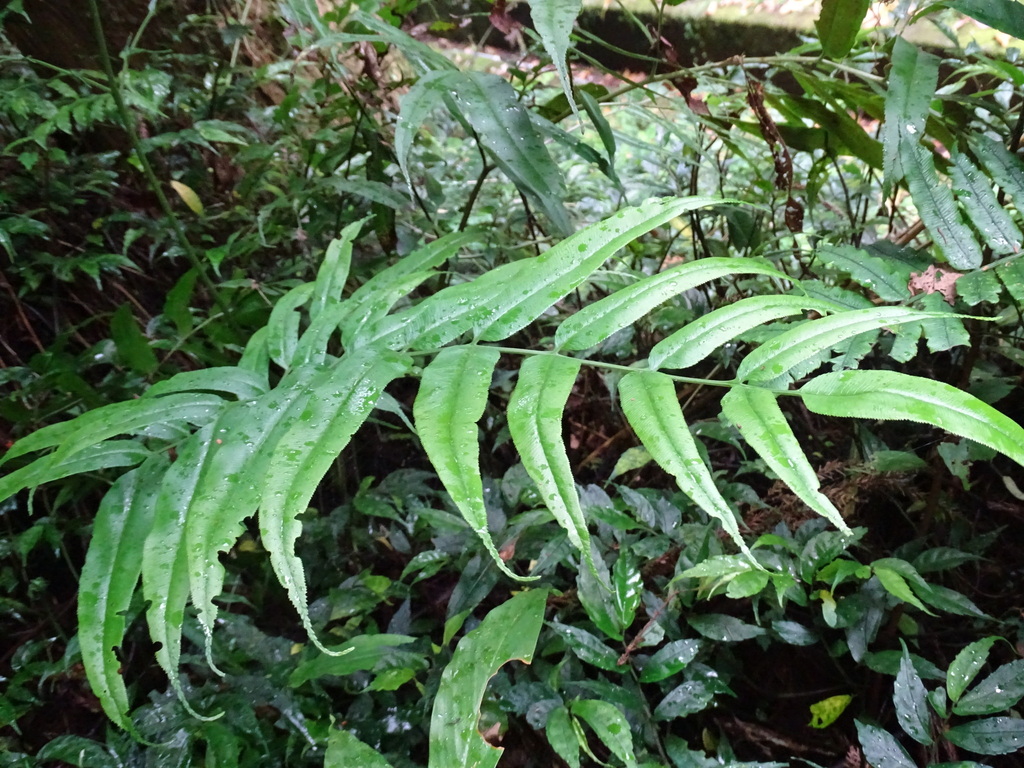 Intermediate bamboo fern from 台灣桃園市 on May 7, 2023 at 01:14 PM by 李成華 ...
