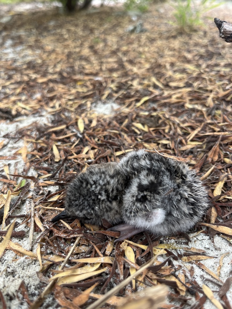 Gray-backed Tern from South Pacific Ocean, French Polynesia, PF on May ...