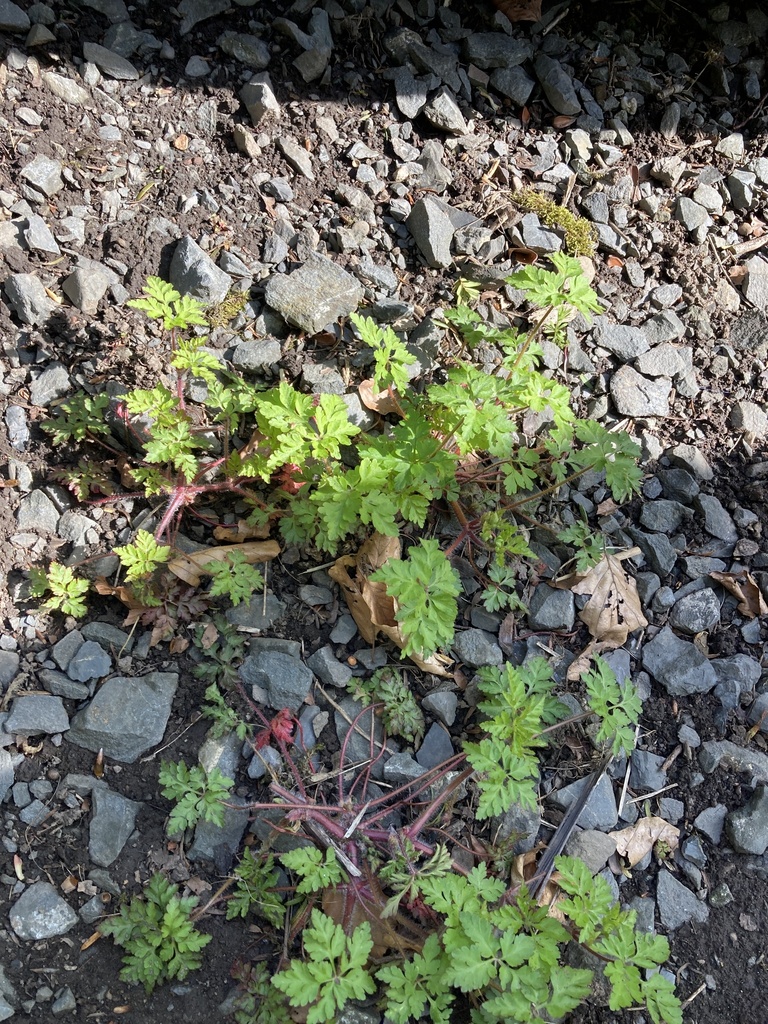 Herb Robert from Tweeddale East Ward, Innerleithen, Scotland, GB on May ...