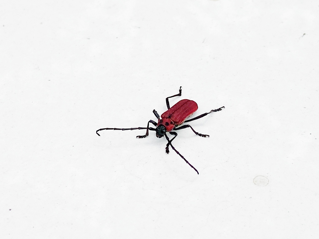 Red Longicorn Beetle from 中国浙江省杭州市西湖区 on May 10, 2023 at 11:40 AM by 桔梗 ...