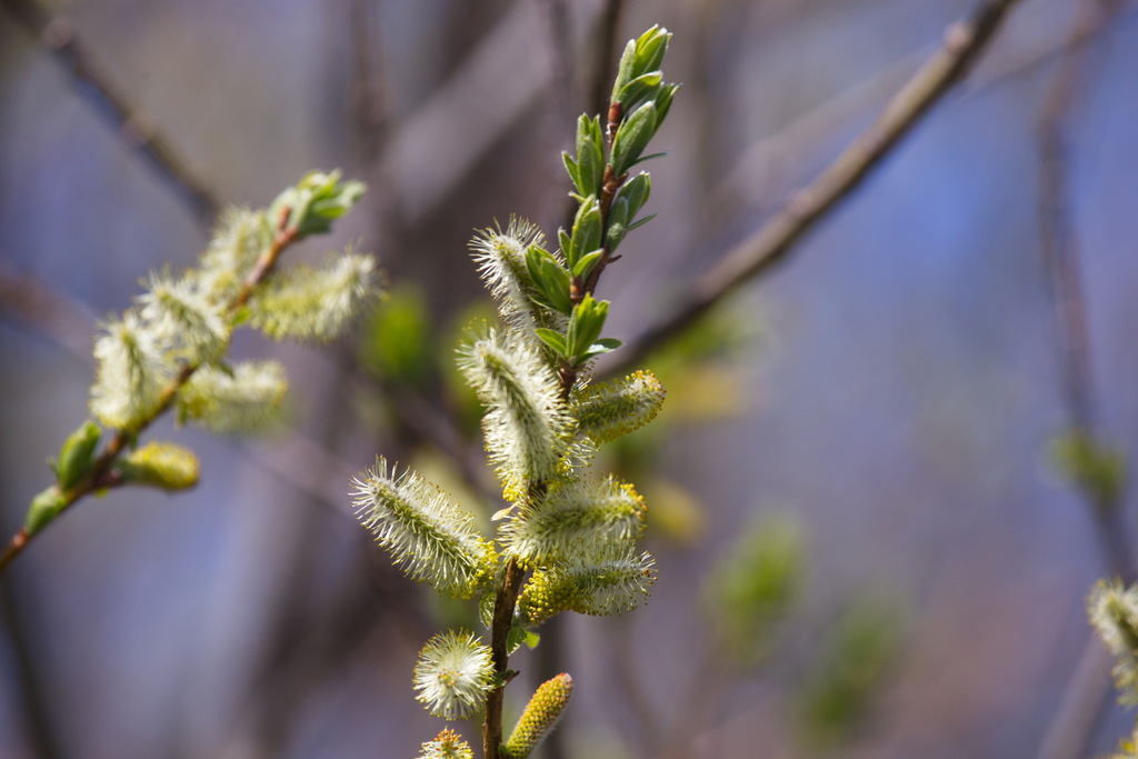Sakhalin Willow from Kuril'skiy rayon, Sakhalin, Russia on May 01, 2023 ...