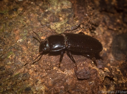 Bassianus rectibasis · iNaturalist