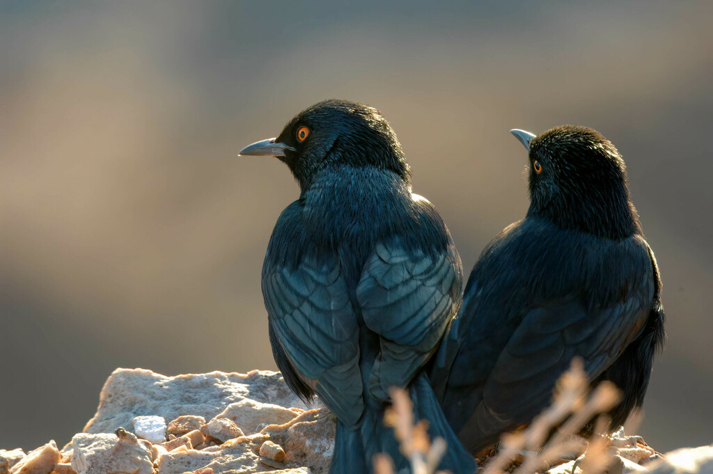 Pale-winged Starling from Ehlanzeni District Municipality, South Africa ...