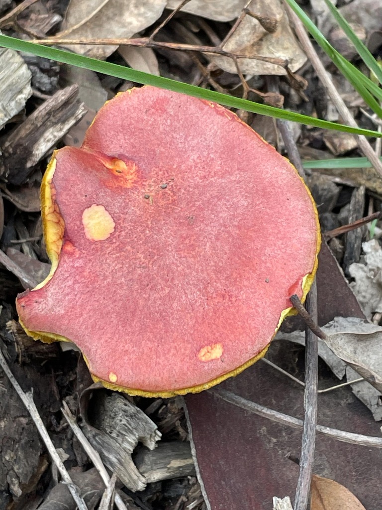 Boletellus From Old Bar NSW 2430 Australia On April 02 2023 At 12 32 Boletellus From Old Bar NSW 2430 Australia On April 02 2023 At 12 32