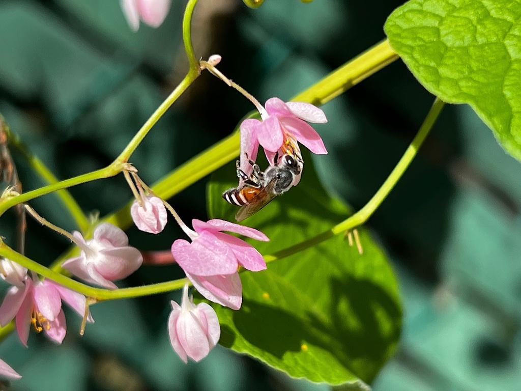 Red Dwarf Honey Bee from West Coast Park, SG on May 13, 2023 at 06:19 ...