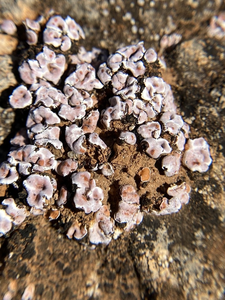 Blushing Scale from Murray Ward, Fisher, SA, AU on May 13, 2023 at 12: ...