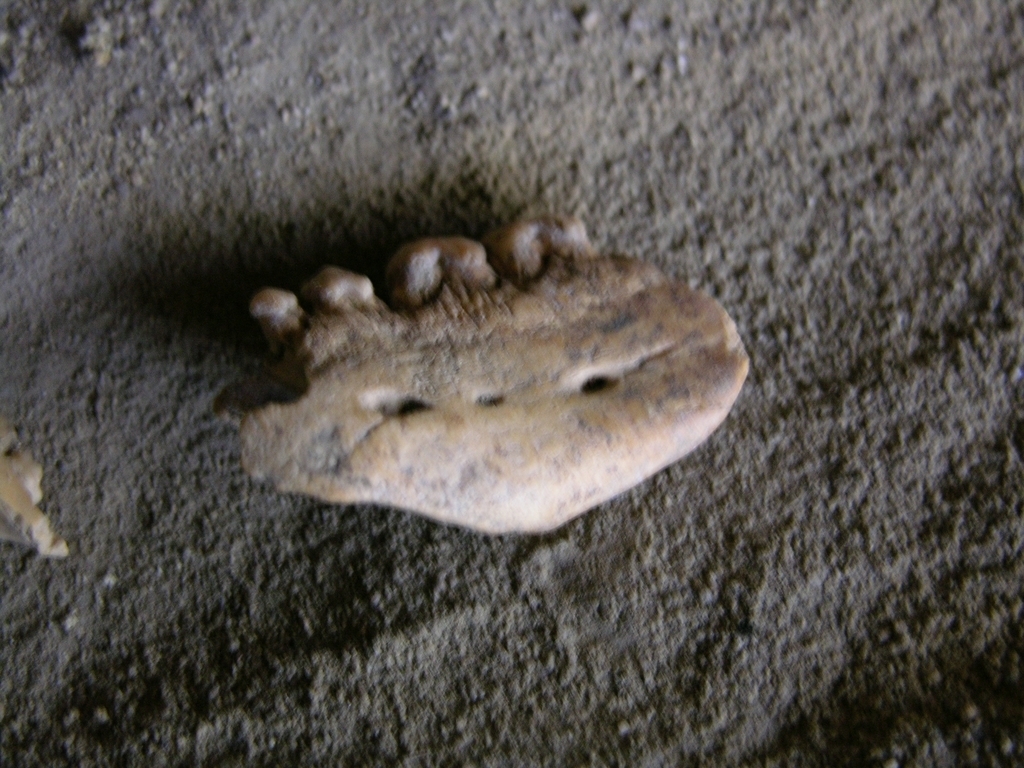 Tasmanian Devil from coonabarabran NSW Australia on July 23, 2003 by ...