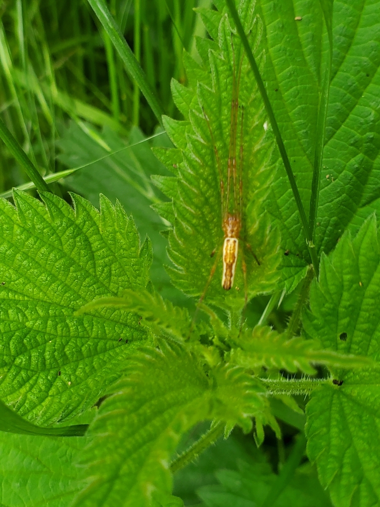 Long-jawed Orb Weavers from Val-de-Reuil, France on May 13, 2023 at 11: ...