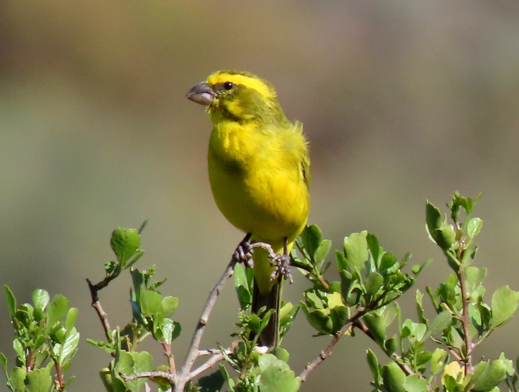 Crithagra flaviventris (J.F.Gmelin, 1789)