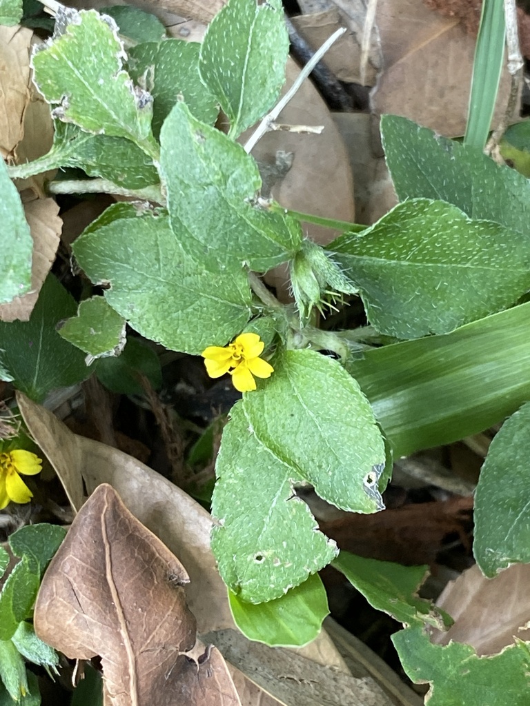 straggler daisy from Hatherton Crescent Park, Carindale, QLD, AU on May ...