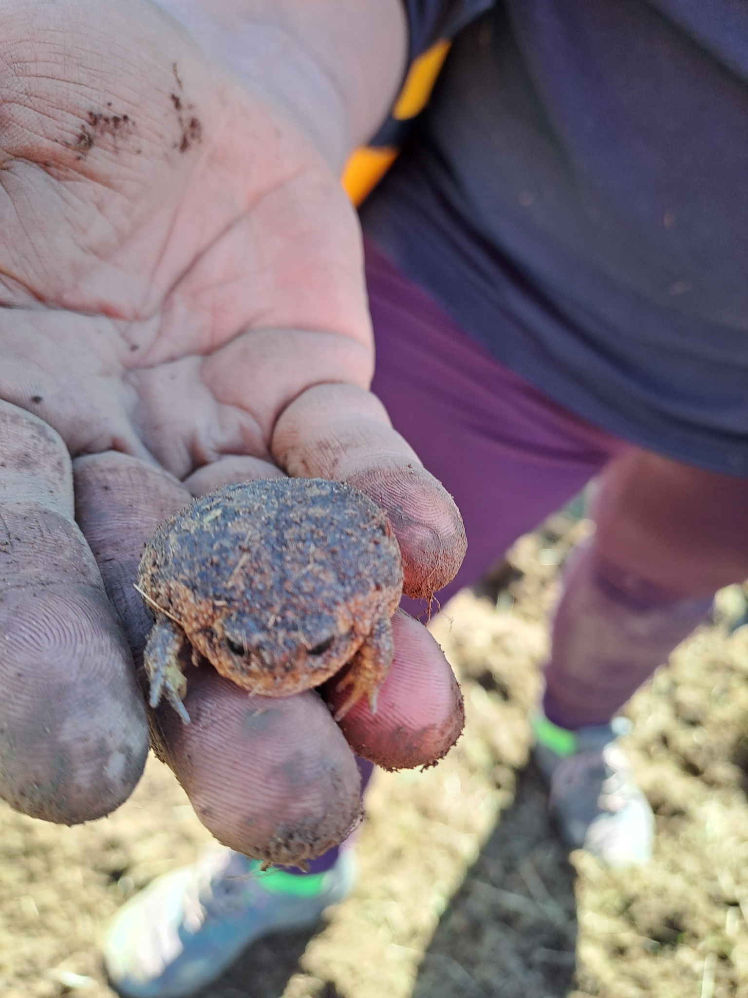 Breviceps gibbosus (Linnaeus, 1758)