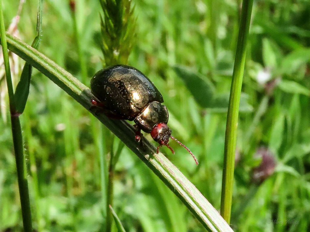 Bronze Beetle from Devon, UK on May 12, 2023 at 12:21 PM by Hilary J ...