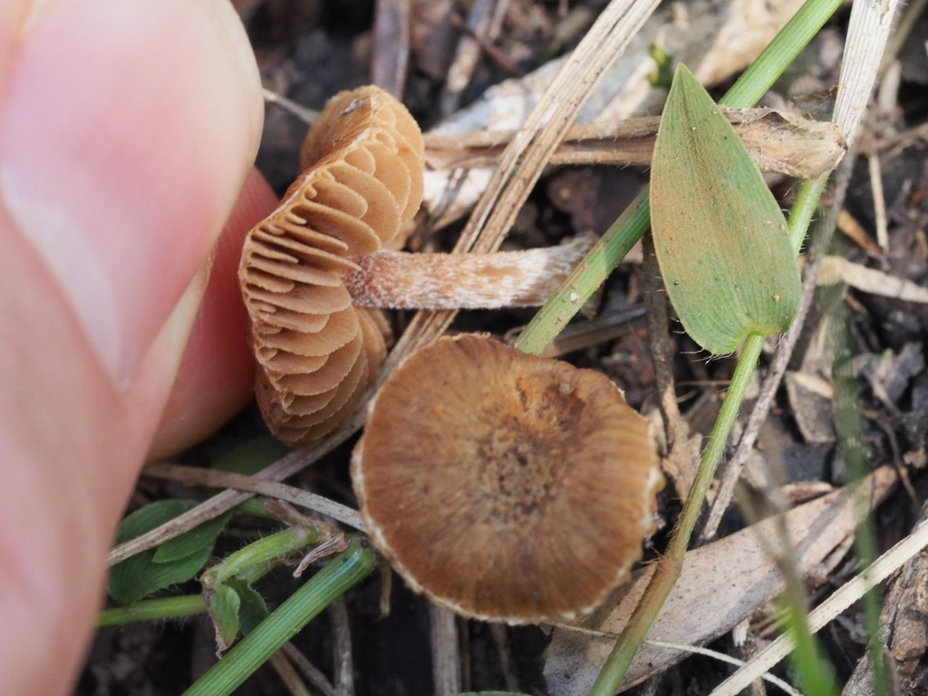 Webcaps from Brimbin NSW 2430, Australia on May 7, 2023 at 01:00 PM by ...