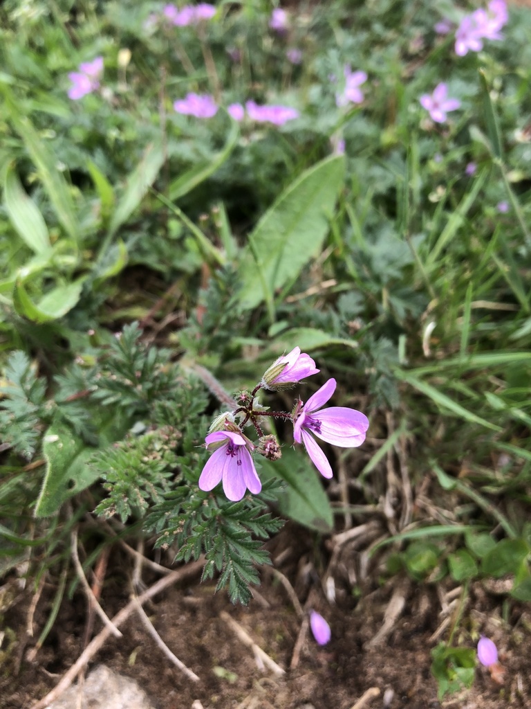 Redstem Stork's-bill from Breckland Forest, Thetford, England, GB on 13 ...