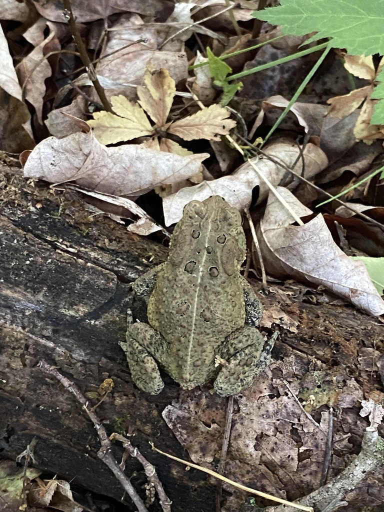 American Toad in May 2023 by jim · iNaturalist