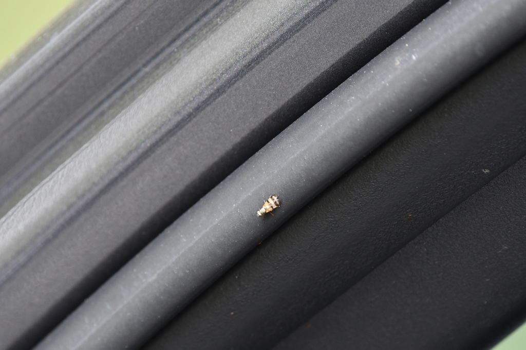 Banded-wing Flies from Pocahontas County, WV, USA on May 12, 2023 at 11 ...