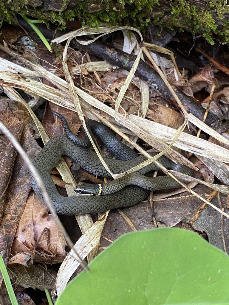 Ring-necked Snake in May 2023 by Jim Oehmke · iNaturalist