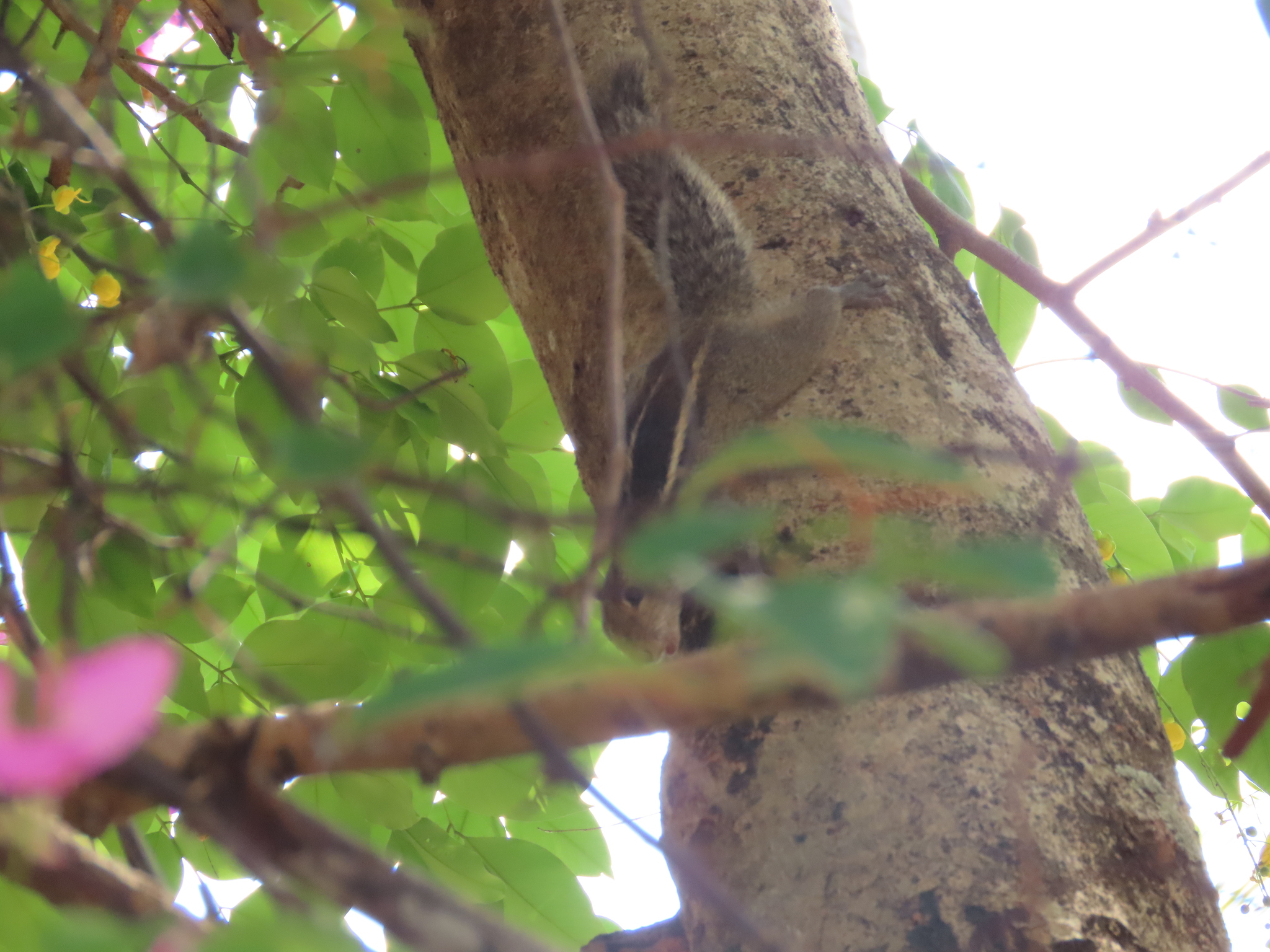 Funambulus tristriatus (Waterhouse, 1837)