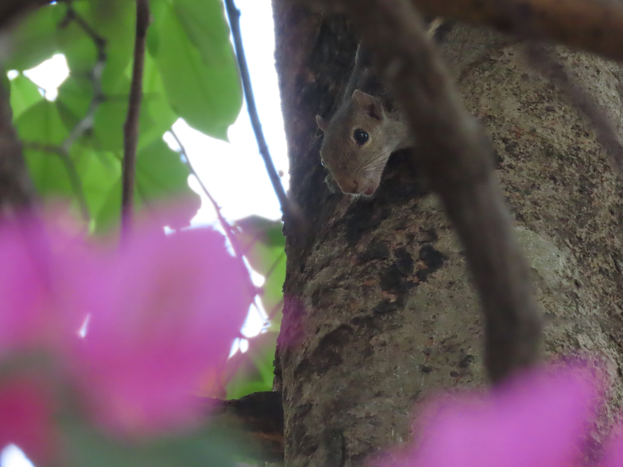 Funambulus tristriatus (Waterhouse, 1837)