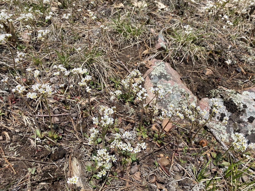 Virginia saxifrage from Marquette, MI, US on May 12, 2023 at 01:31 PM ...