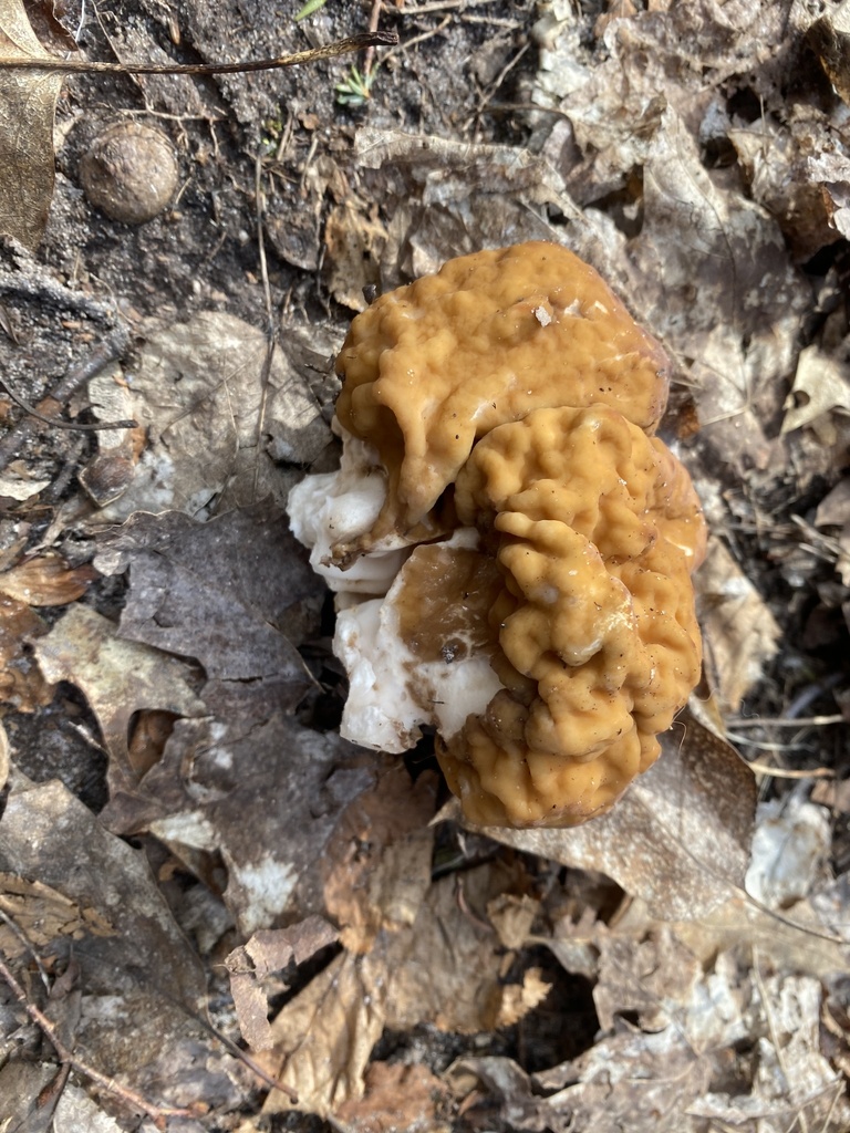 Gyromitra gigas from Negaunee, MI, US on May 11, 2023 at 05:22 PM by ...