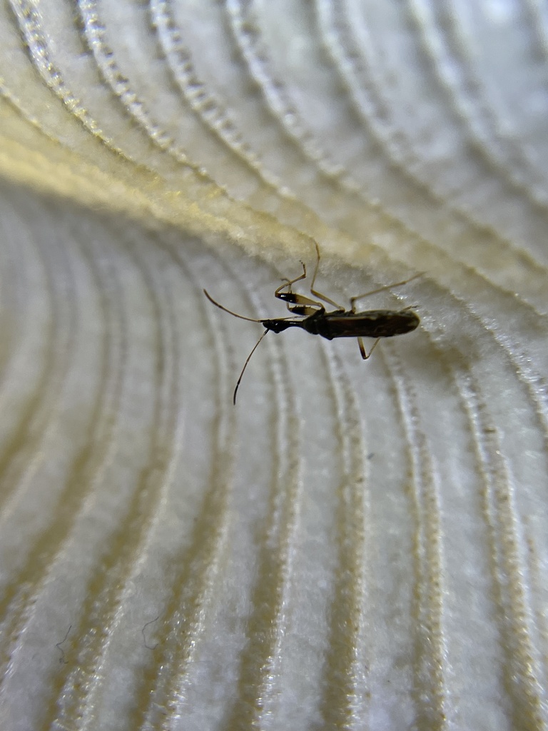 Long-necked Seed Bug from Sincock Ln, Newark, DE, US on May 12, 2023 at ...