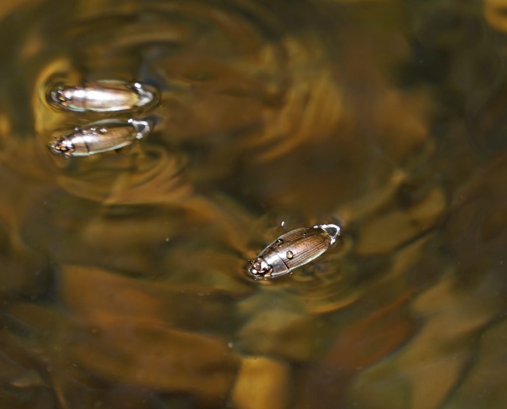 Macrogyrus from Gloucester River Walking Track, Invergordon NSW 2422 ...
