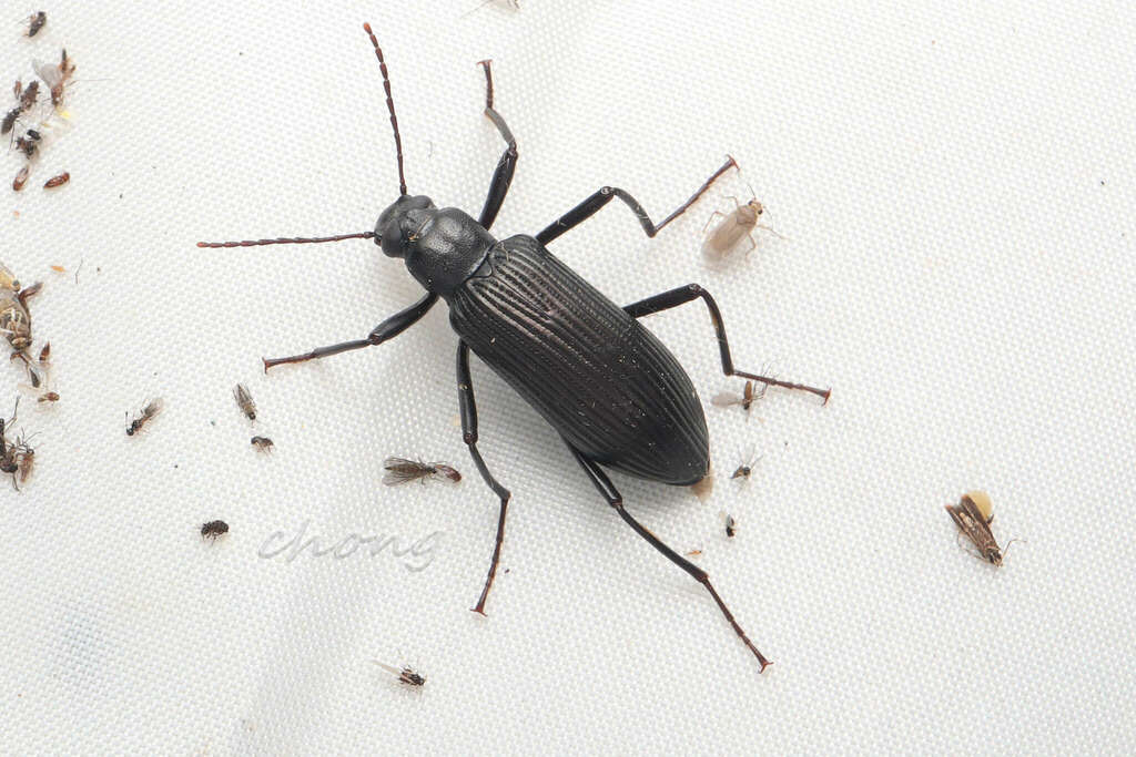 Strongylium from 中国海南省昌江黎族自治县349W+JGJ 邮政编码: 572701 on April 07, 2023 at ...