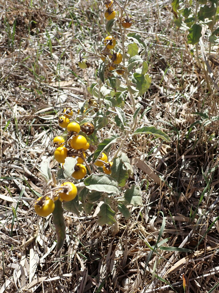 silverleaf nightshade from Snowtown SA 5520, Australia on May 13, 2023 ...